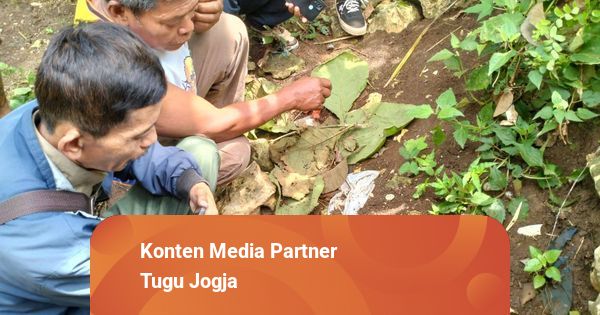 BKSDA Belum Pastikan Hewan yang Muncul di Gunungkidul Macan | kumparan.com BKSDA Belum Pastikan Hewan yang Muncul di Gunungkidul Macan | kumparan.com